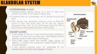 Anatomy and physiology of Honey Bees.pptx