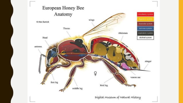 Anatomy and physiology of Honey Bees.pptx