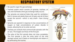 Anatomy and physiology of Honey Bees.pptx