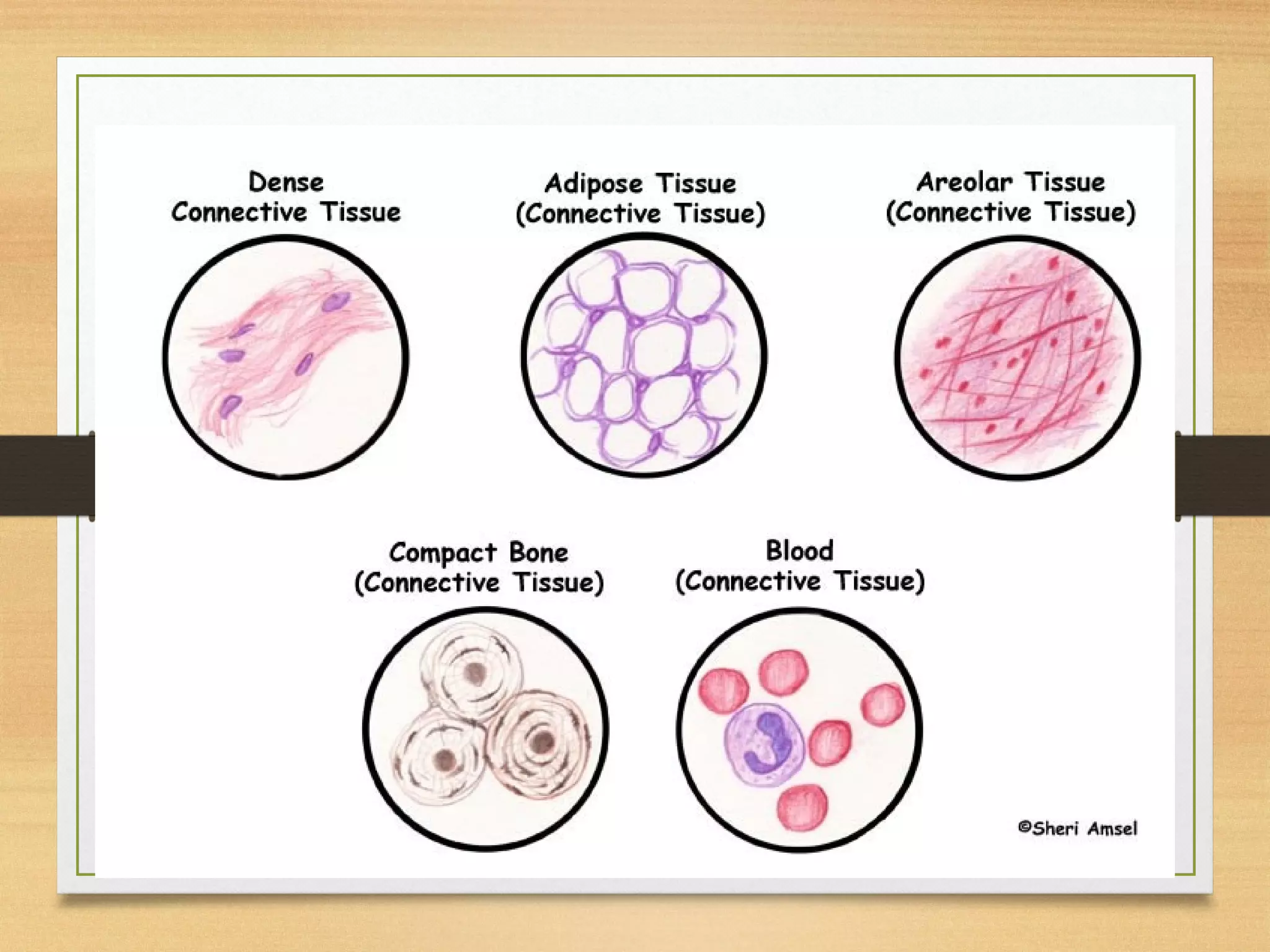 Anatomy and physiology of human tissues.pptx