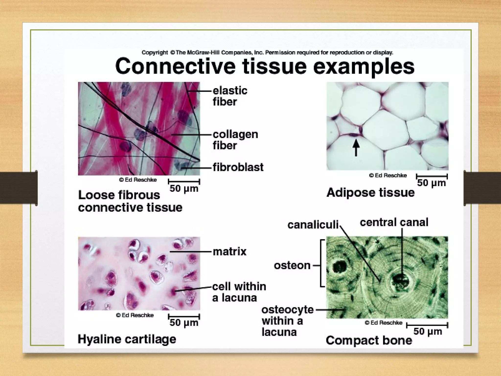 Anatomy and physiology of human tissues.pptx