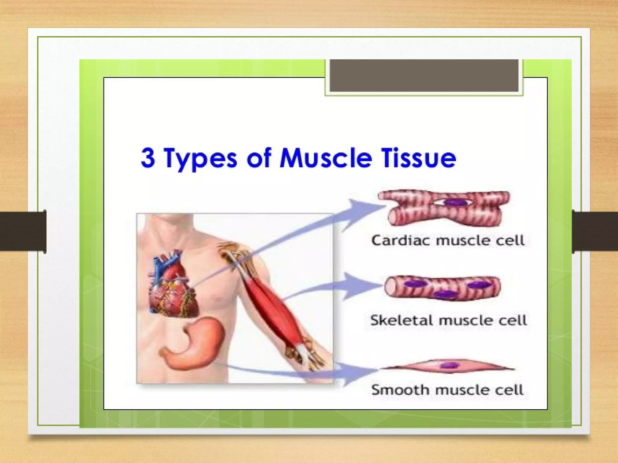 Anatomy and physiology of human tissues.pptx