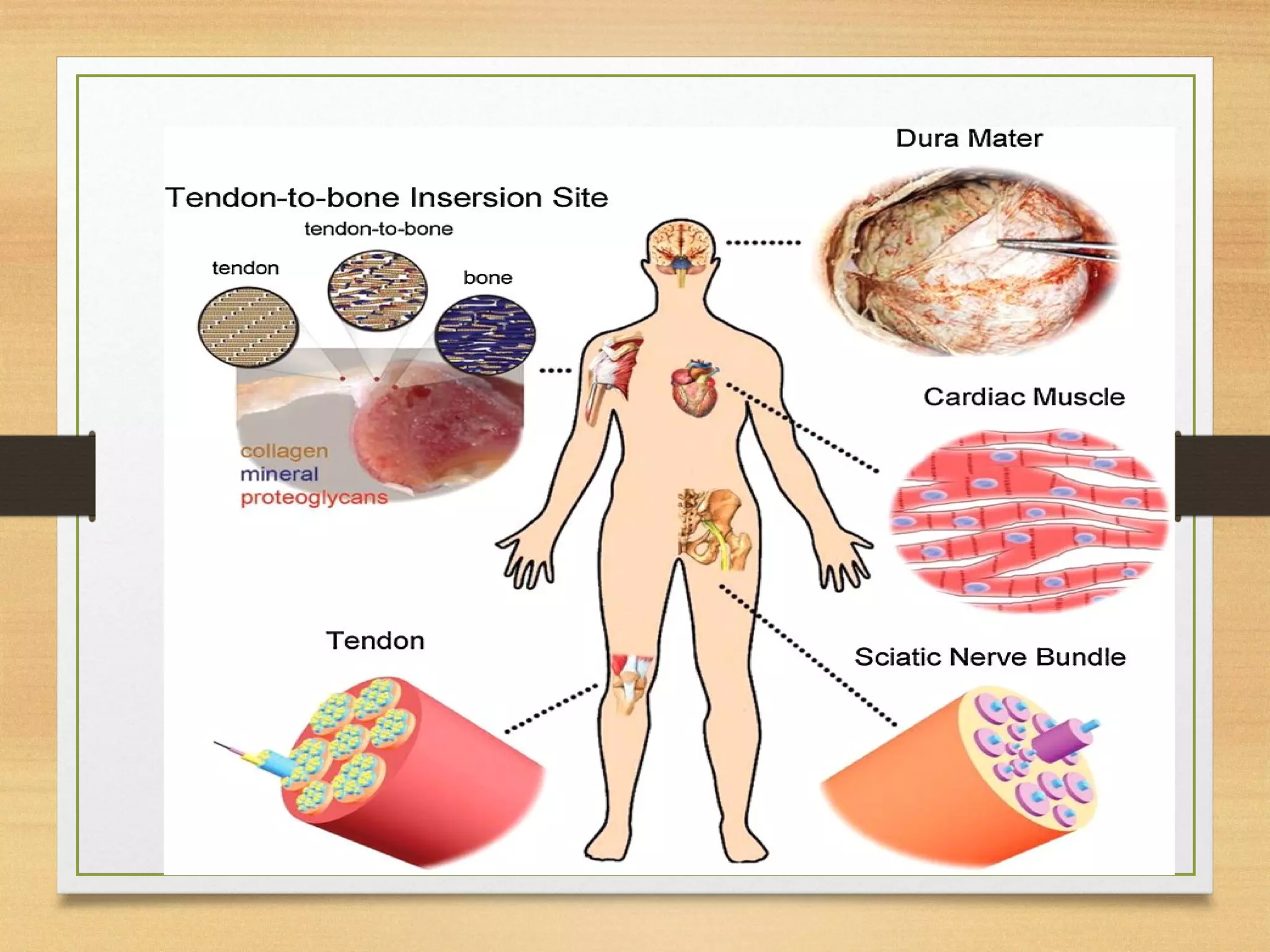 Anatomy and physiology of human tissues.pptx | Biological Sciences ...