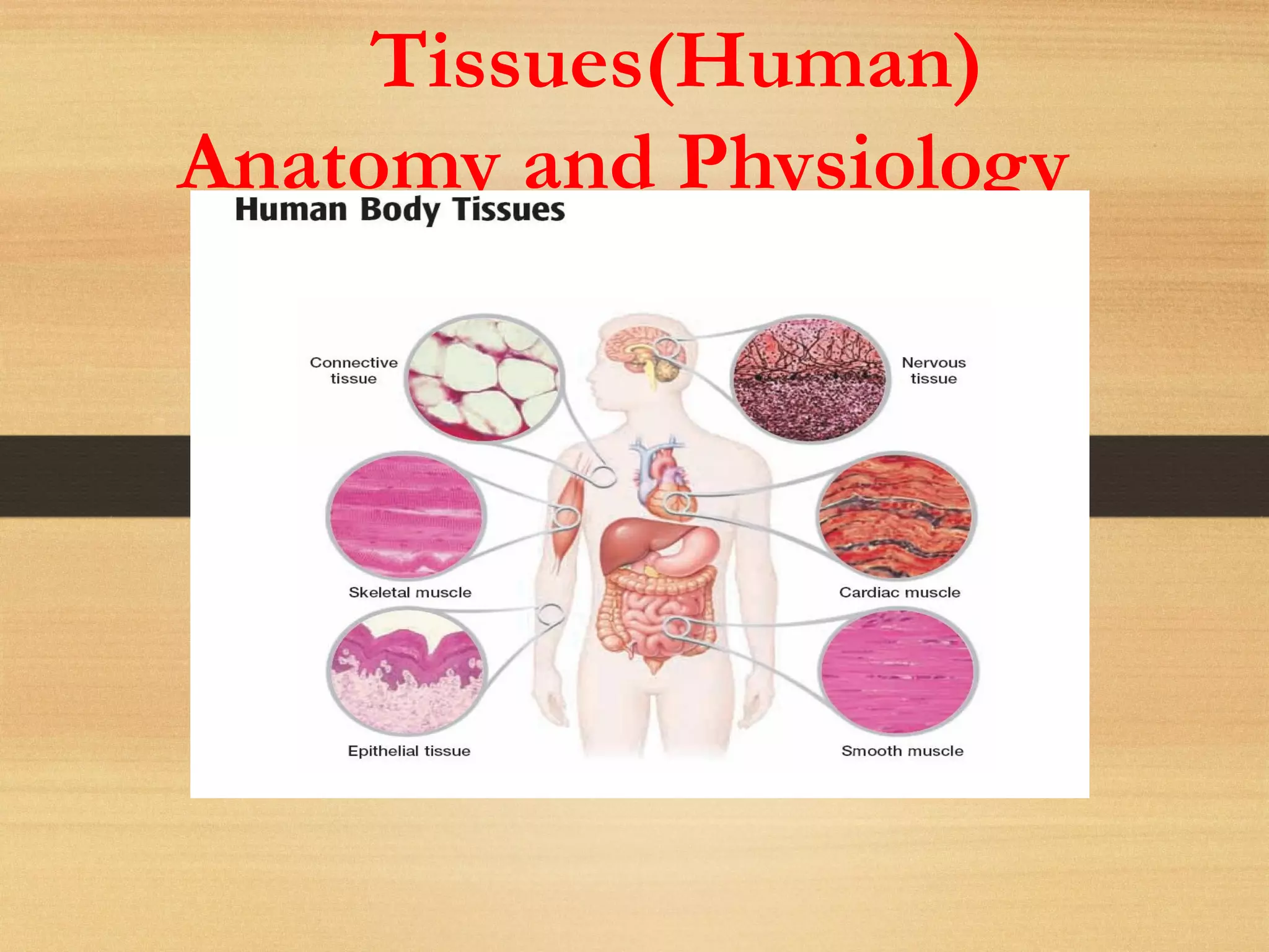 Anatomy and physiology of human tissues.pptx
