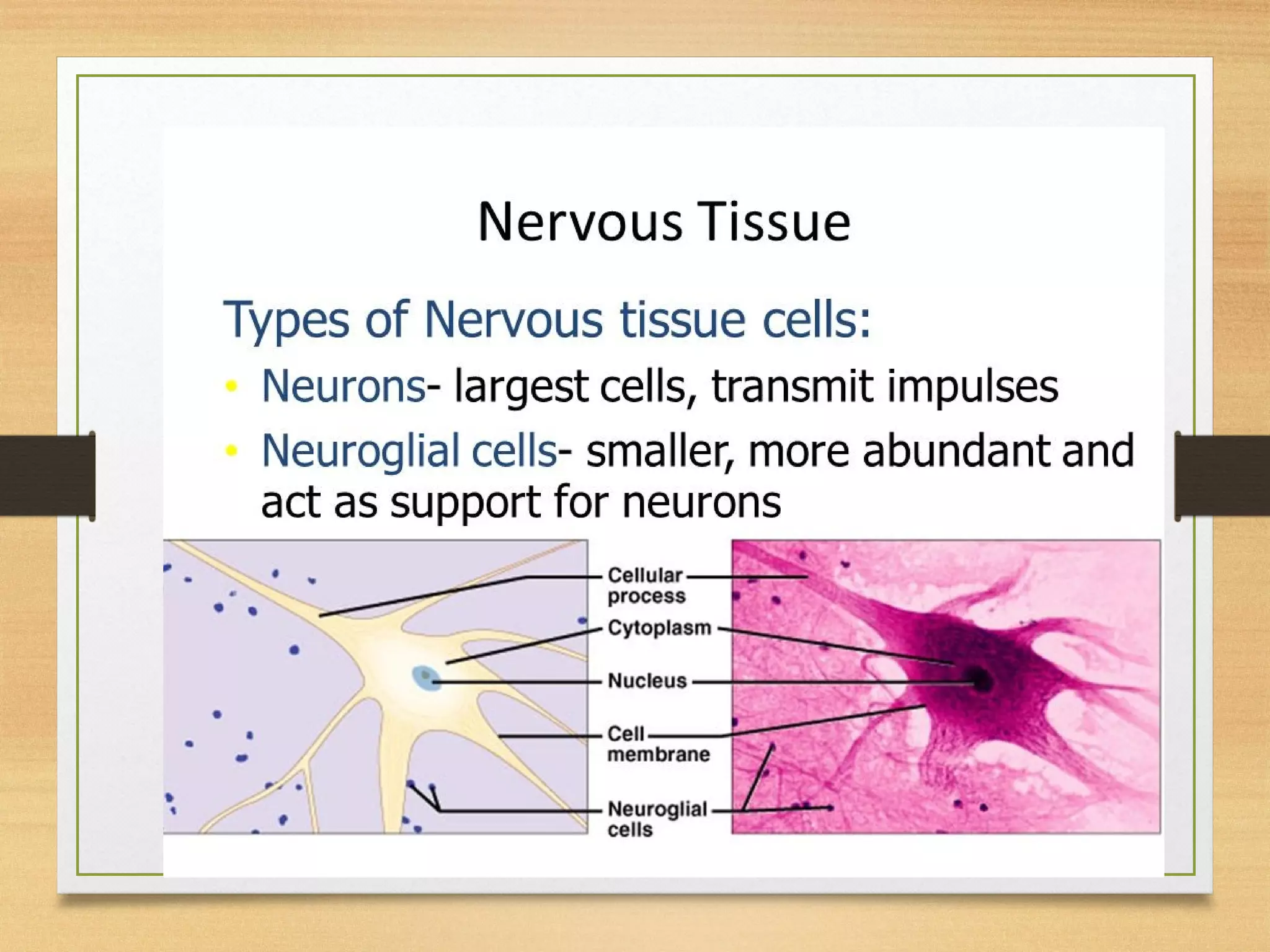 Anatomy and physiology of human tissues.pptx