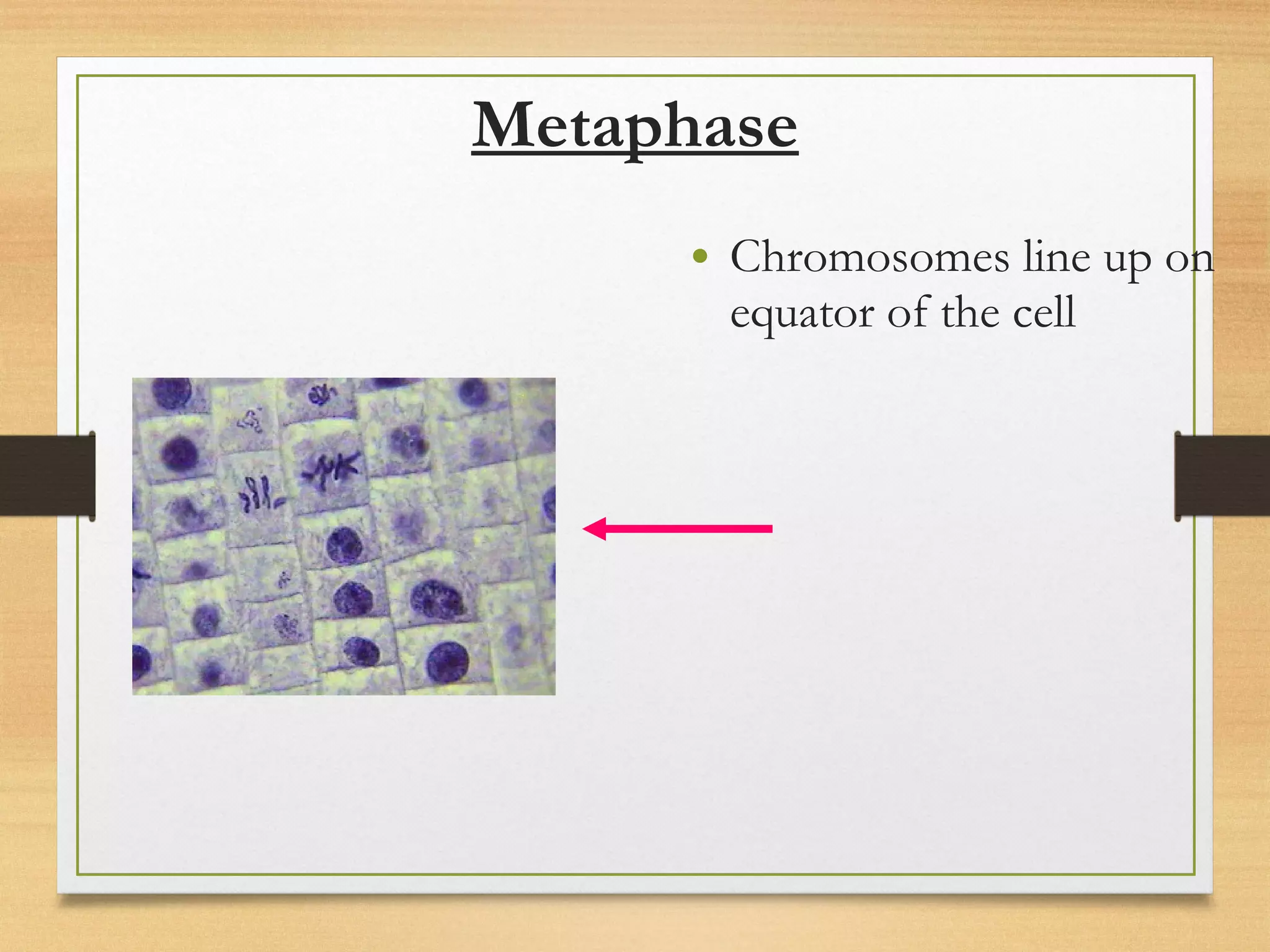 Anatomy and physiology of human tissues.pptx