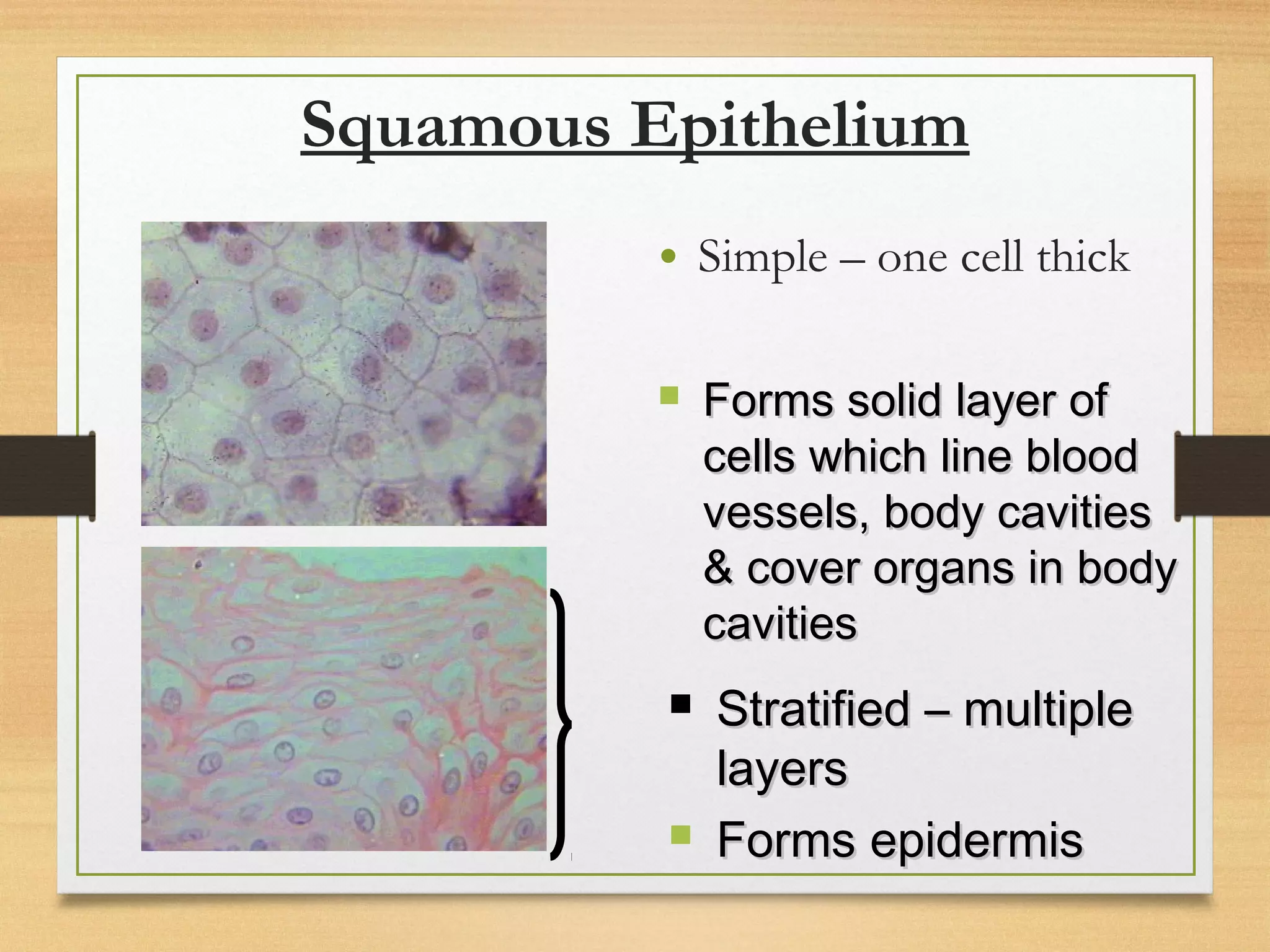 Anatomy and physiology of human tissues.pptx