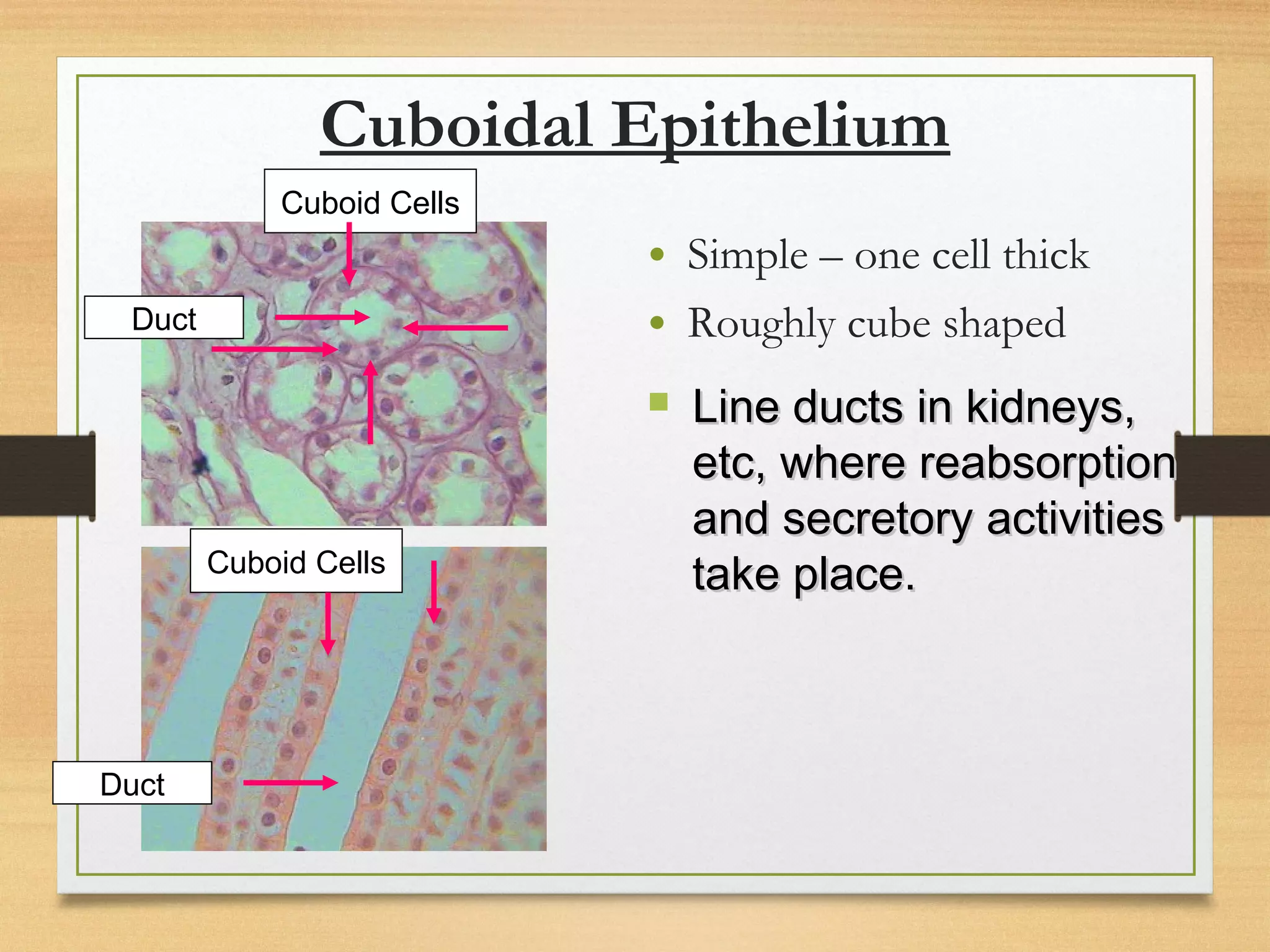 Anatomy and physiology of human tissues.pptx