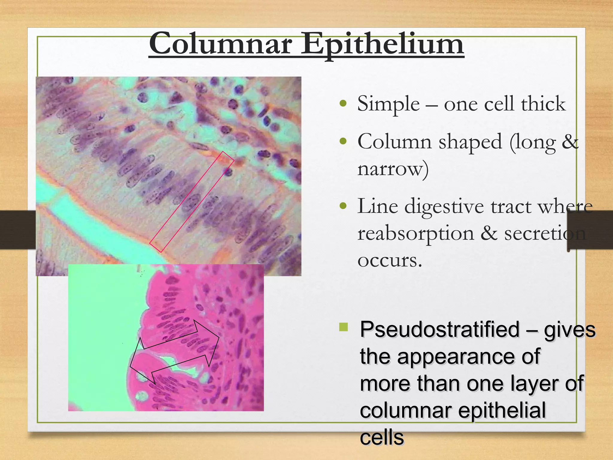 Anatomy and physiology of human tissues.pptx