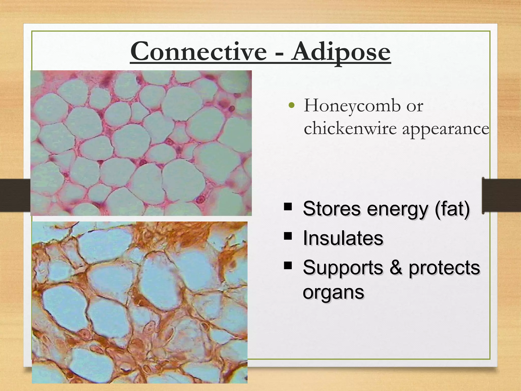 Anatomy and physiology of human tissues.pptx