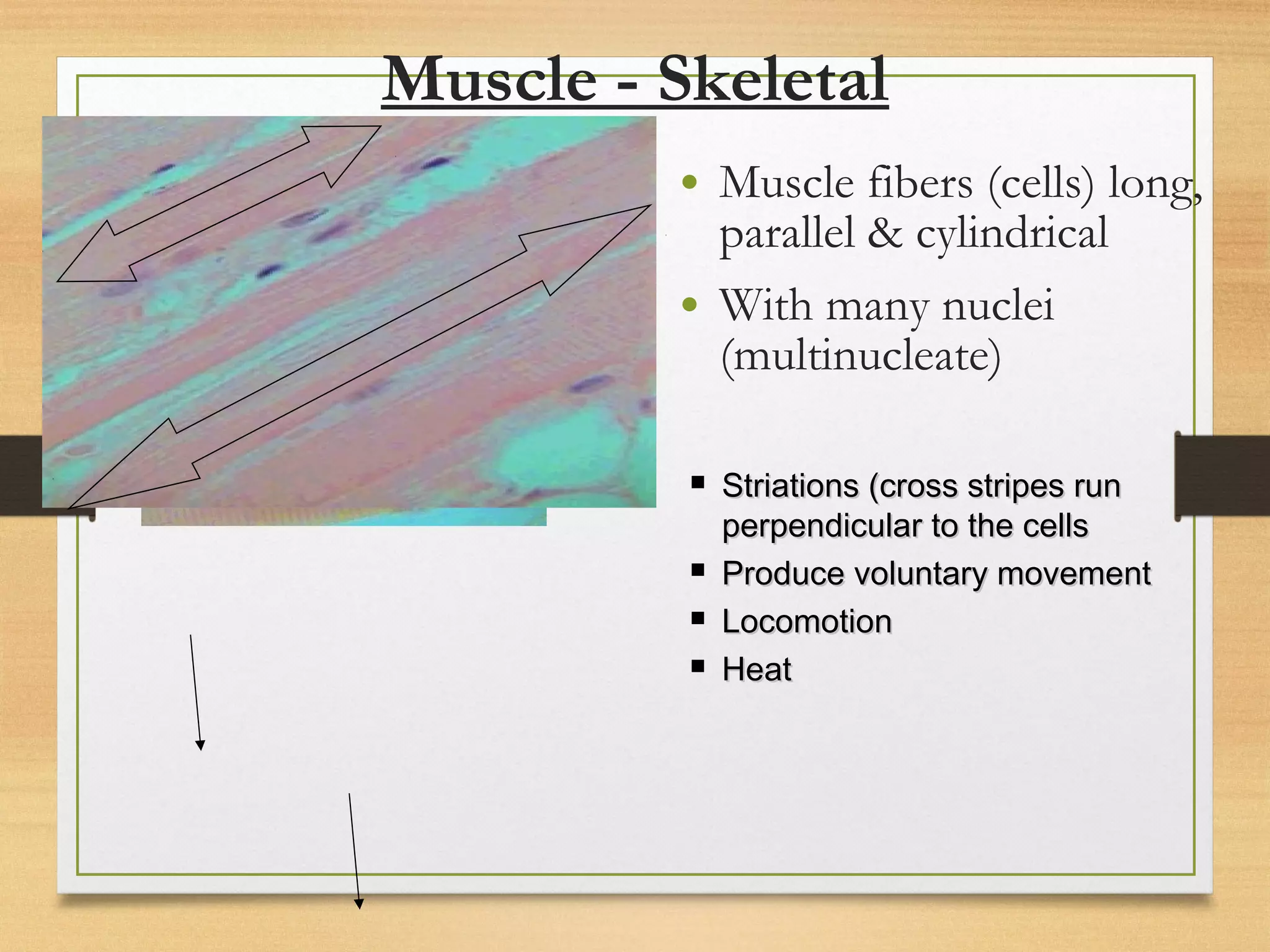 Anatomy and physiology of human tissues.pptx