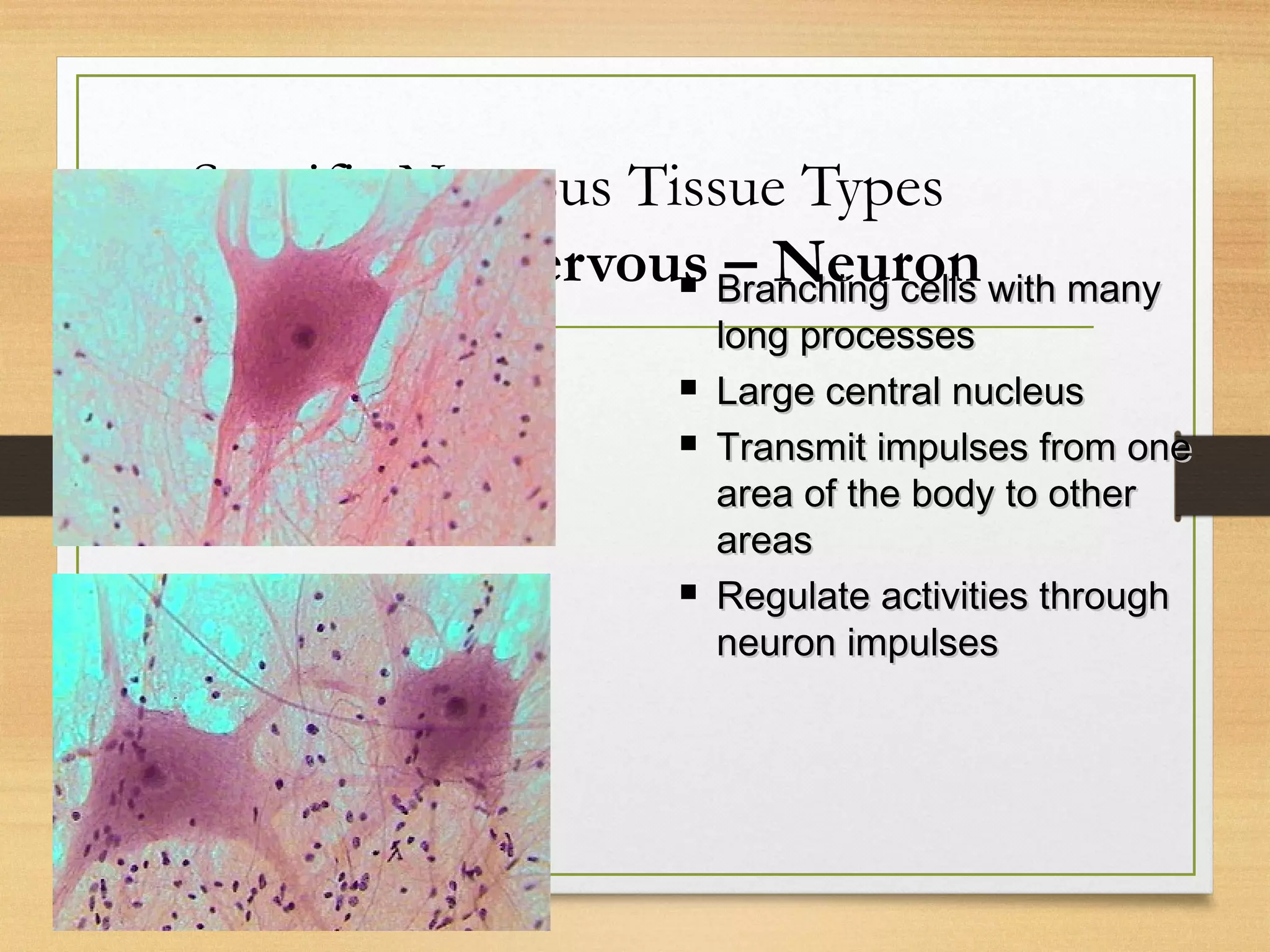 Anatomy and physiology of human tissues.pptx