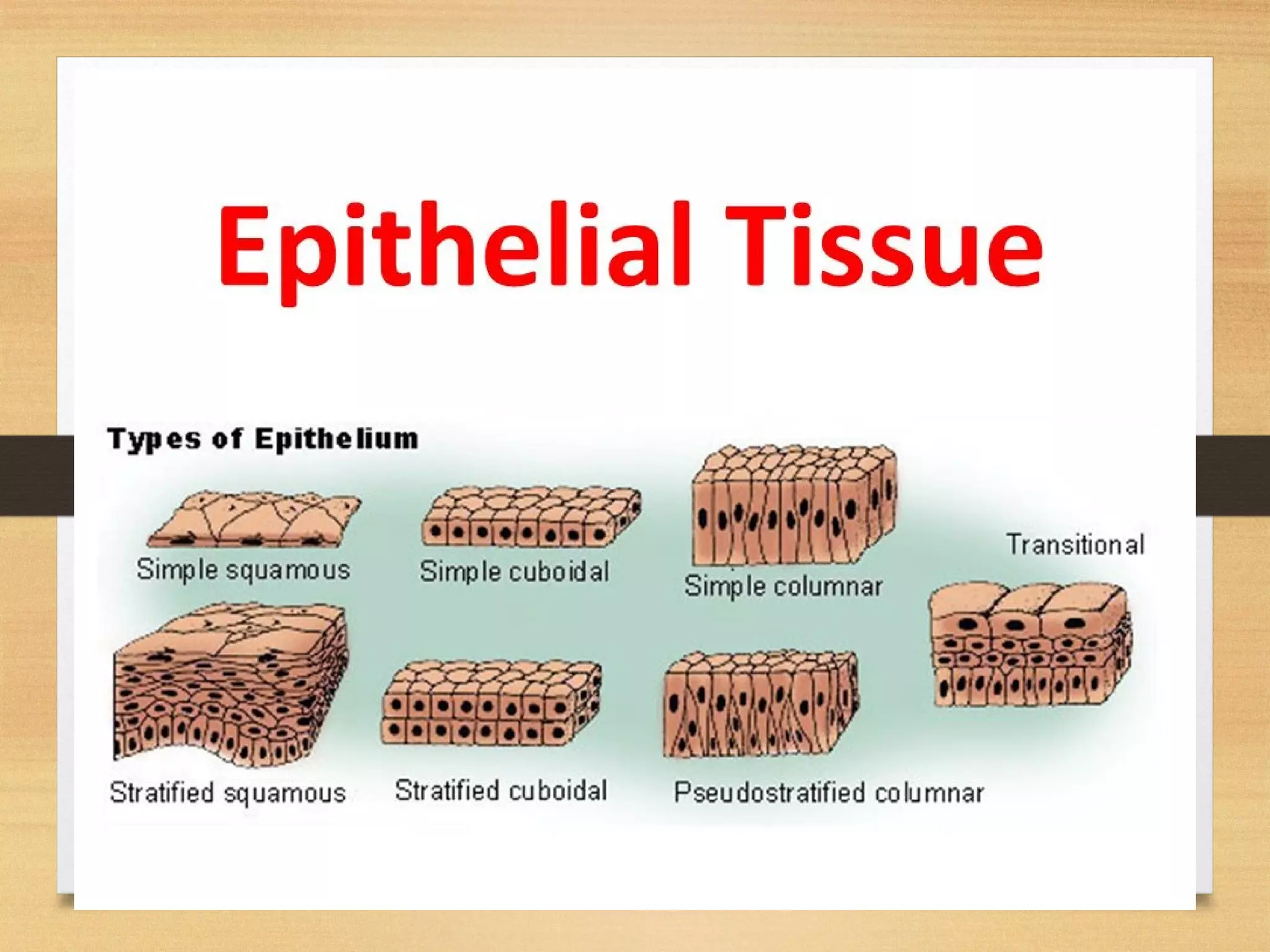Anatomy and physiology of human tissues.pptx