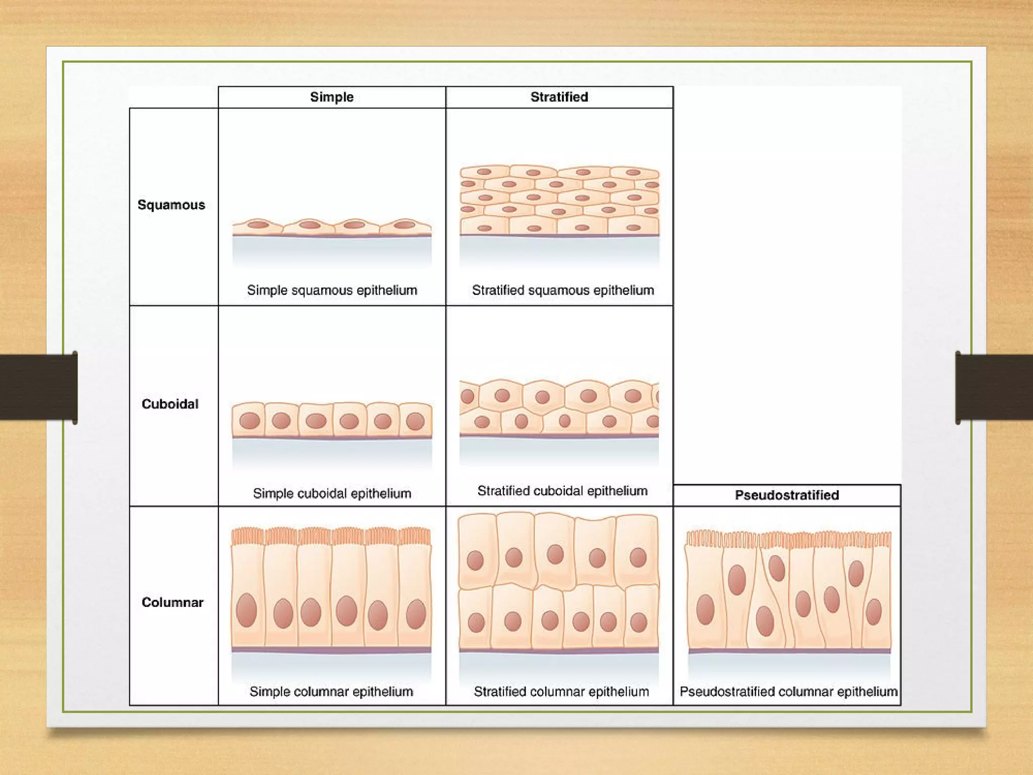 Anatomy and physiology of human tissues.pptx | Biological Sciences ...