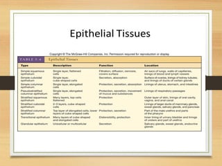 Anatomy and physiology of human tissues.pptx