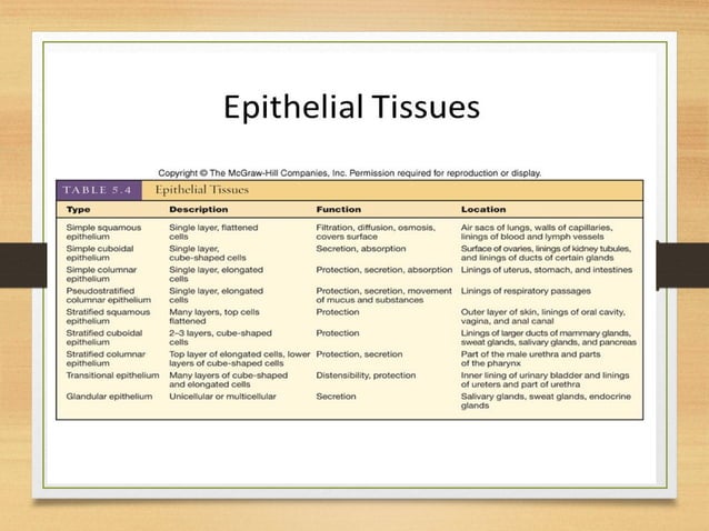 Anatomy and physiology of human tissues.pptx | Biological Sciences ...