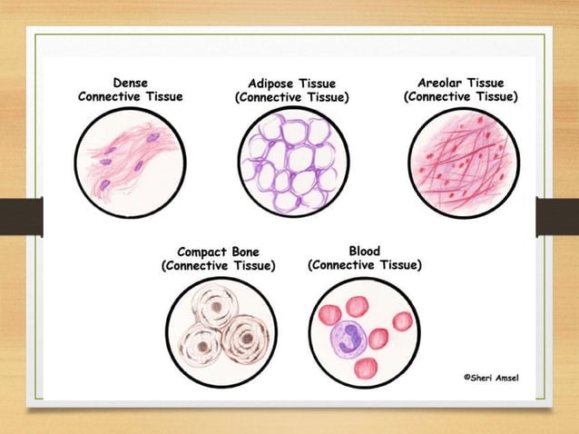 Anatomy and physiology of human tissues.pptx | Biological Sciences ...
