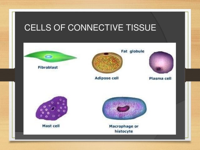 Anatomy and physiology of human tissues.pptx | Biological Sciences ...