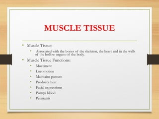 Anatomy and physiology of human tissues.pptx