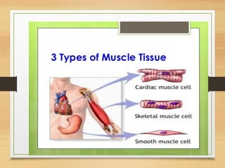 Anatomy and physiology of human tissues.pptx