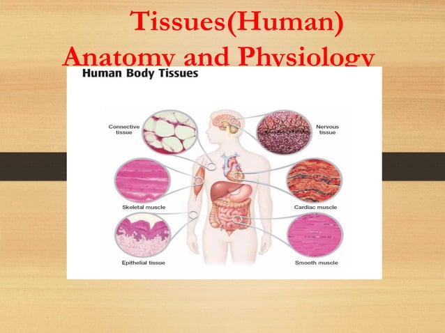 Anatomy and physiology of human tissues.pptx | Biological Sciences ...