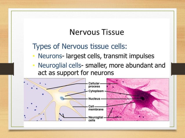 Anatomy and physiology of human tissues.pptx | Biological Sciences ...