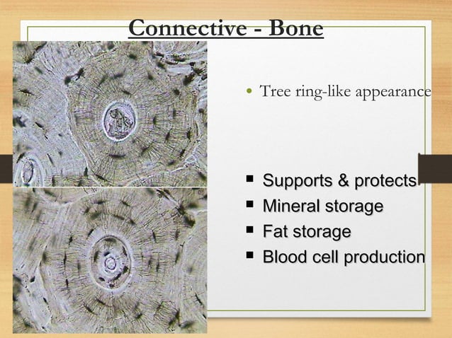 Anatomy and physiology of human tissues.pptx | Biological Sciences ...