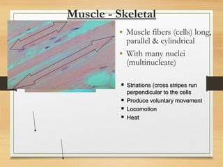 Anatomy and physiology of human tissues.pptx