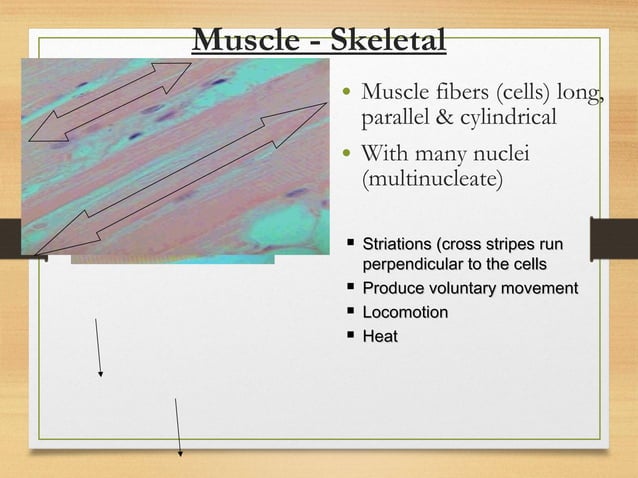 Anatomy and physiology of human tissues.pptx | Biological Sciences ...