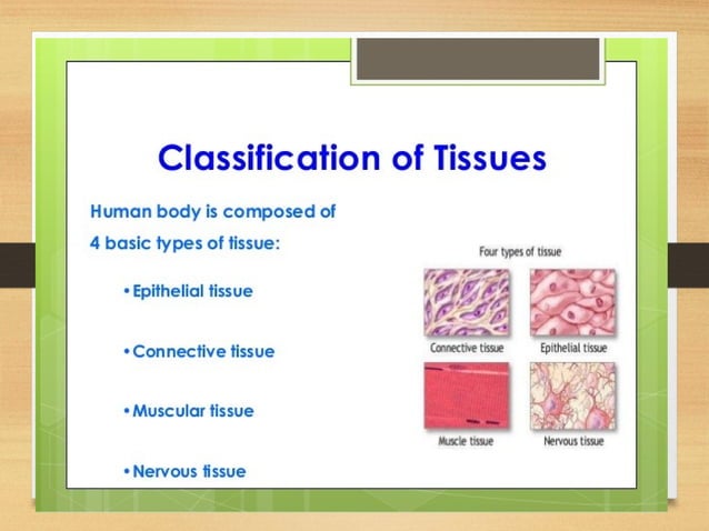 Anatomy and physiology of human tissues.pptx | Biological Sciences | Science