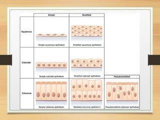 Anatomy and physiology of human tissues.pptx