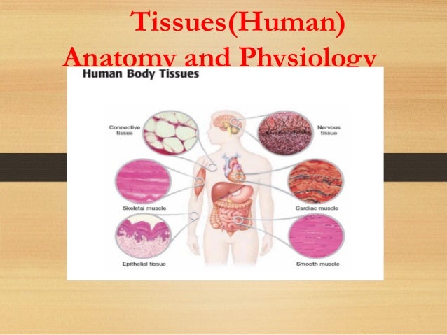 Anatomy and physiology of human tissues.pptx