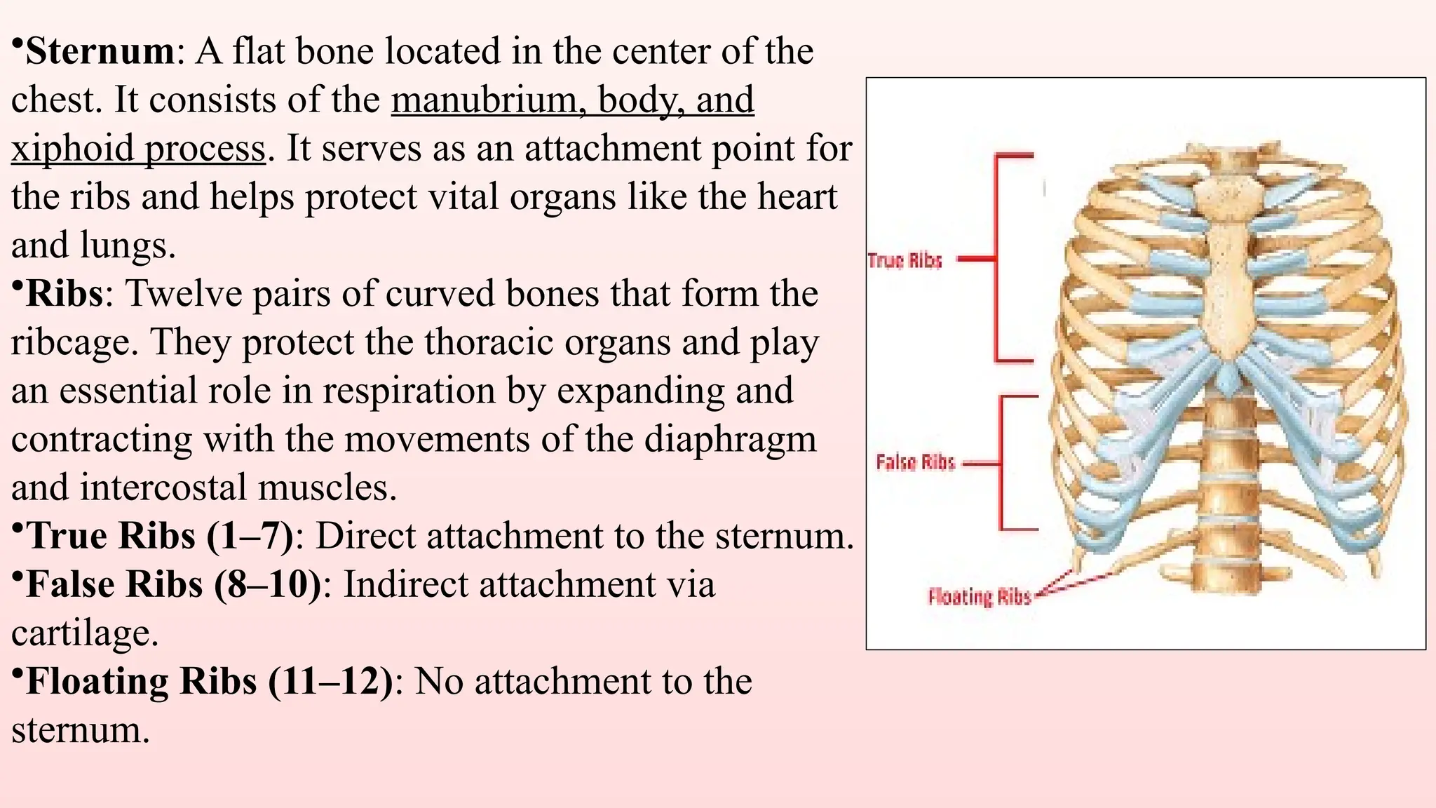 Anatomy and Physiology of Integumentary System and Skeletal System.pptx
