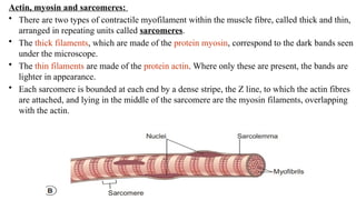 Anatomy and Physiology of Integumentary System and Skeletal System.pptx