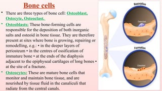 Anatomy and Physiology of Integumentary System and Skeletal System.pptx