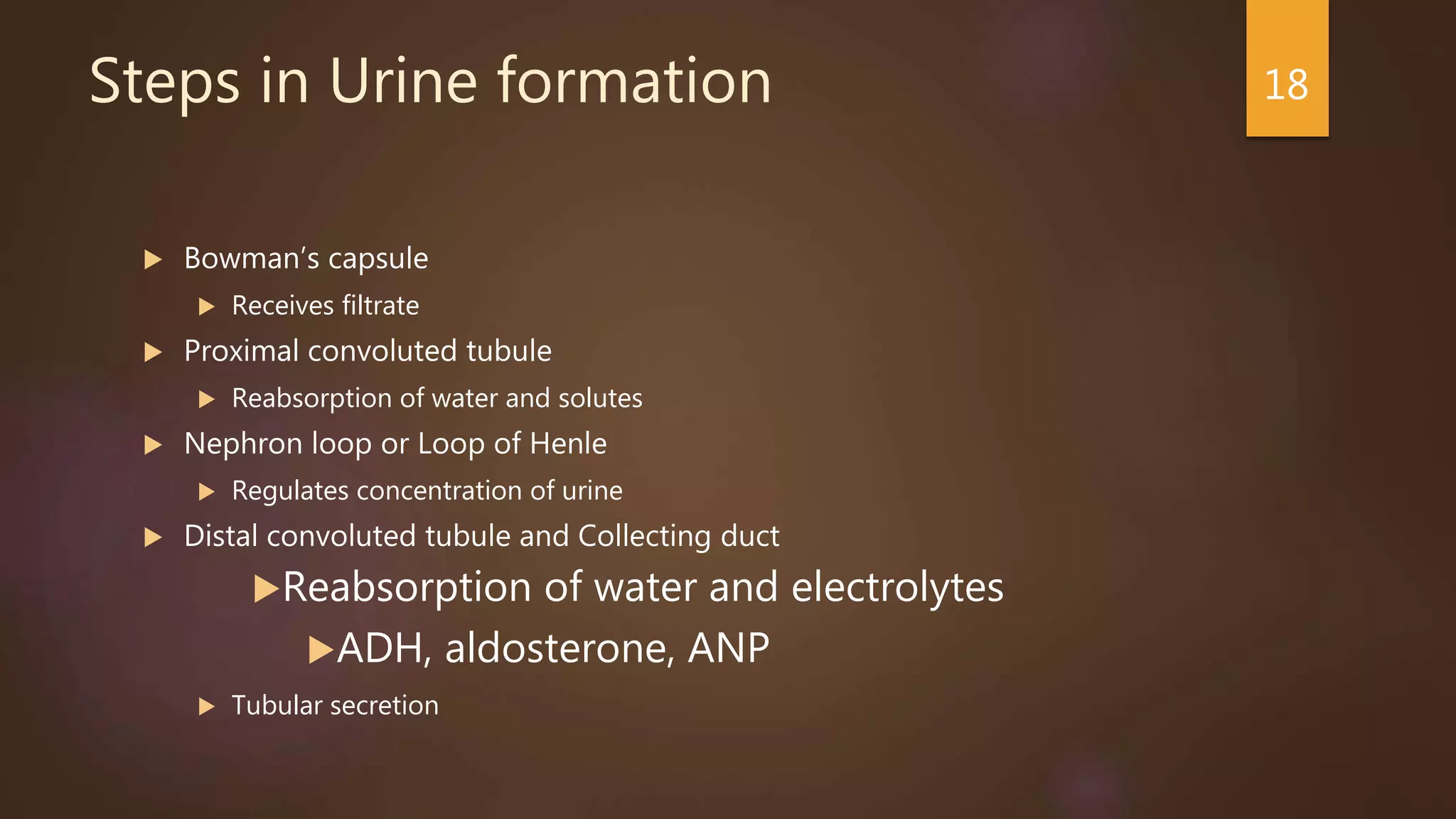 Anatomy and physiology of kidney | PPTX