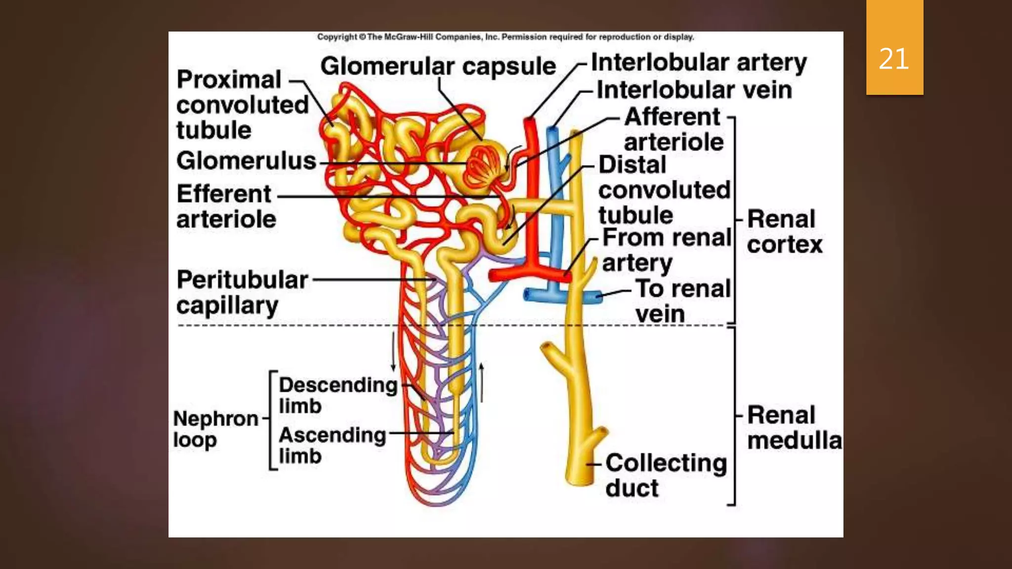 Anatomy and physiology of kidney | PPTX