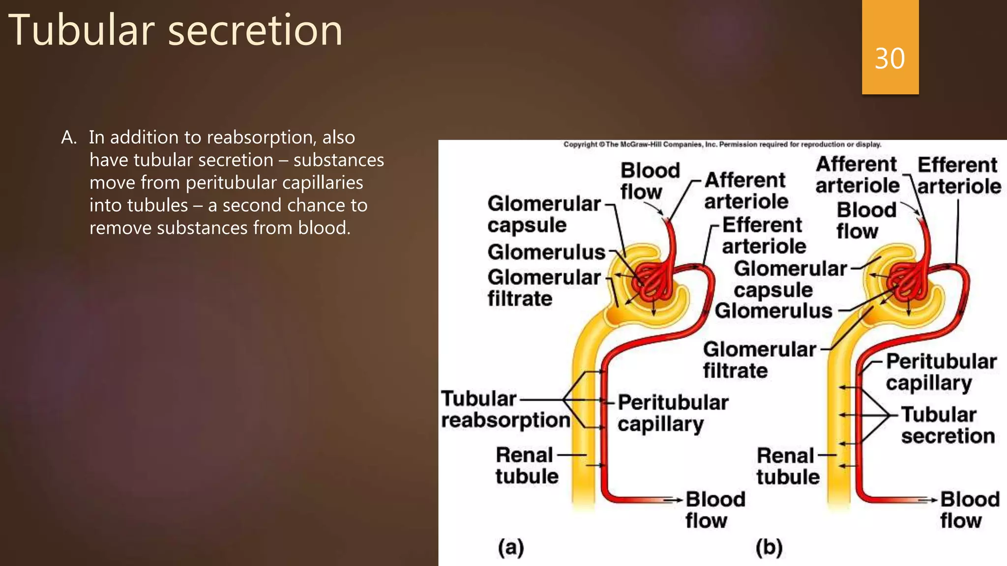 Anatomy and physiology of kidney | PPTX