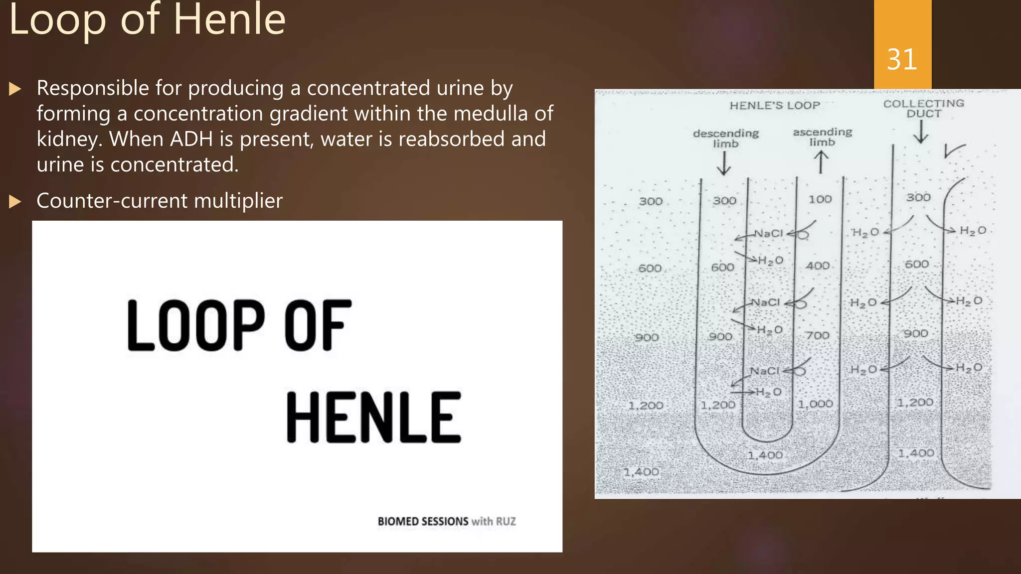 Anatomy and physiology of kidney | PPTX