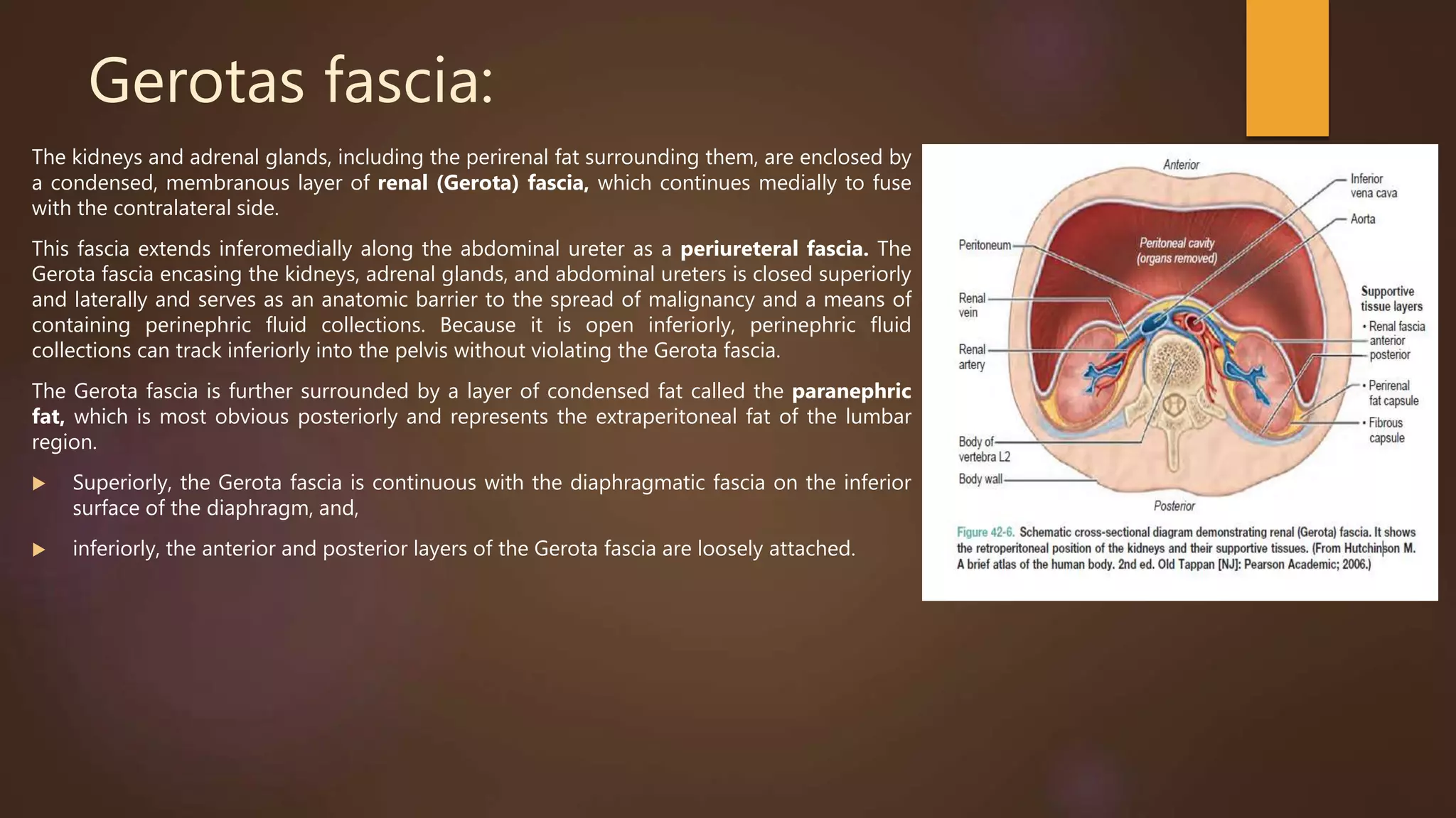 Anatomy and physiology of kidney | PPTX
