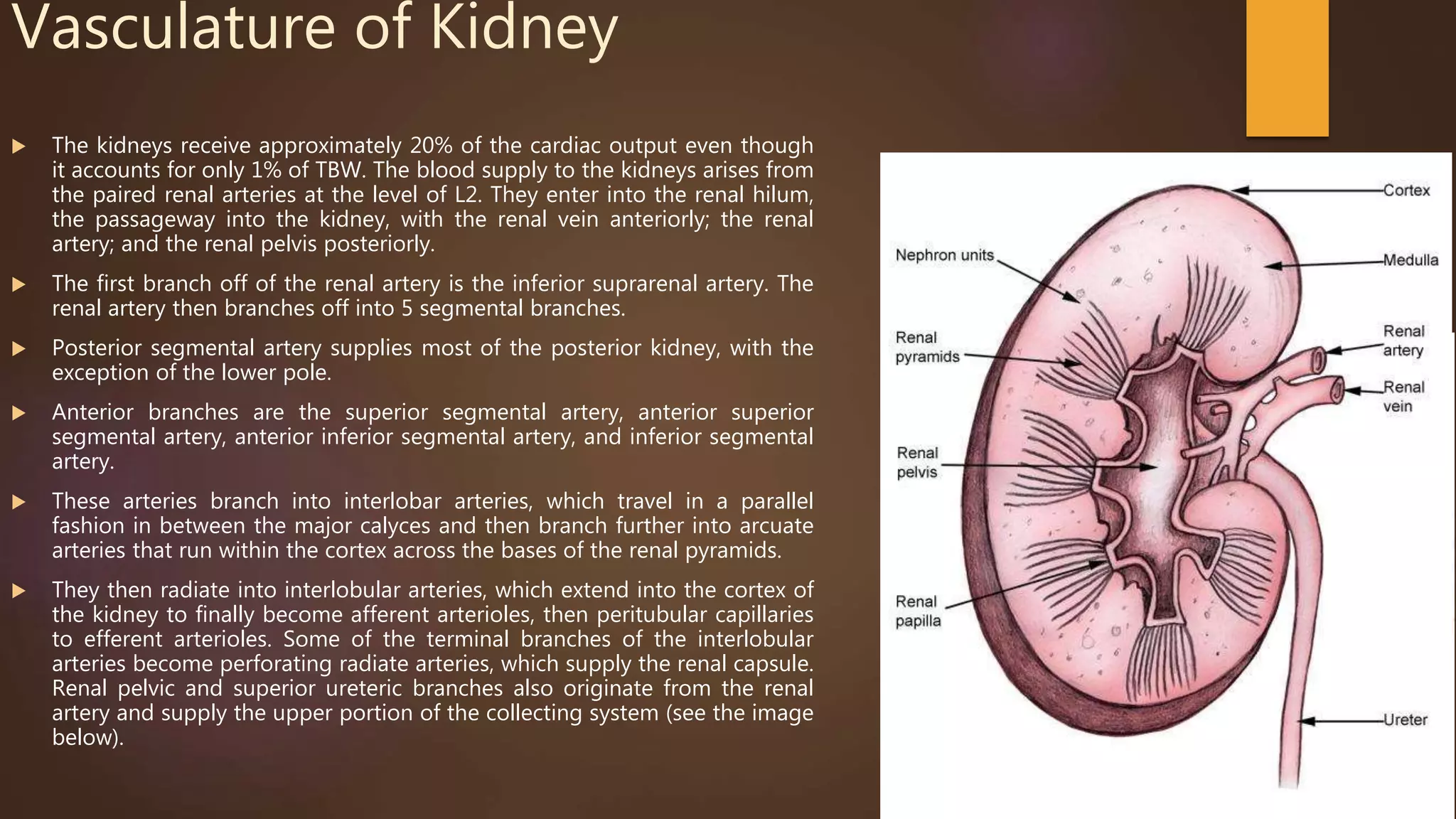 Anatomy and physiology of kidney | PPTX