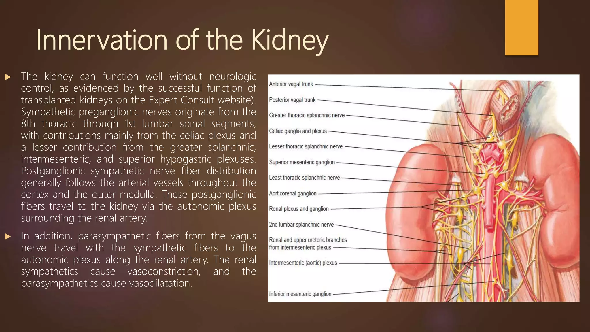 Anatomy and physiology of kidney | PPTX