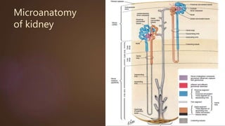 Anatomy and physiology of kidney | PPTX