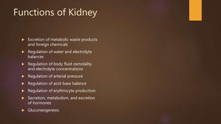Anatomy and physiology of kidney | PPTX