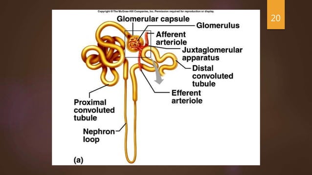 Anatomy and physiology of kidney | PPTX | Endocrine and Metabolic ...