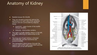 Anatomy and physiology of kidney | PPTX