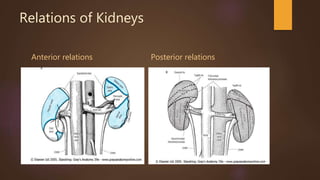 Anatomy and physiology of kidney | PPTX