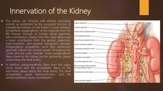 Anatomy and physiology of kidney | PPTX | Endocrine and Metabolic ...