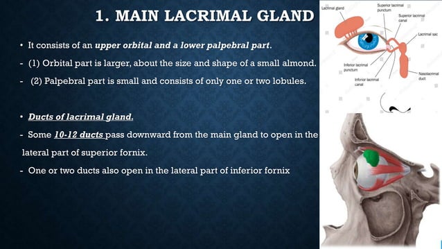 ANATOMY AND PHYSIOLOGY OF LACRIMAL APPARATUS.pdf