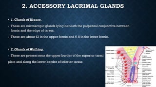 ANATOMY AND PHYSIOLOGY OF LACRIMAL APPARATUS.pdf